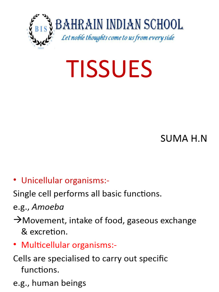 Tissues 9th (1) | PDF | Tissue (Biology) | Plants