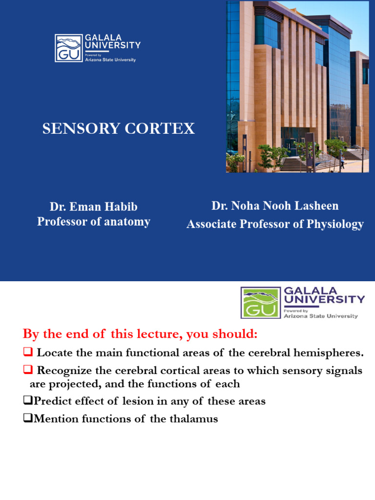 BMS301, L26&27, Integrated Lecture 1, Sensory Cortex & Its Lesions | PDF | Thalamus ...