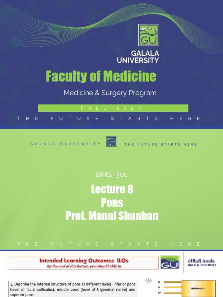 BMS301, L77, Histology, Pons | Download Free PDF | Auditory System ...