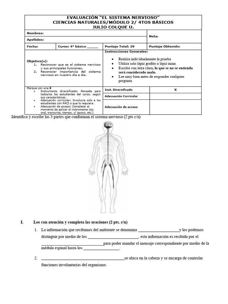 Prueba Sistema Nervioso 4to Básico | PDF | Sistema nervioso | Cerebro Prueba Sistema Nervioso 4to Básico | PDF | Sistema nervioso | Cerebro