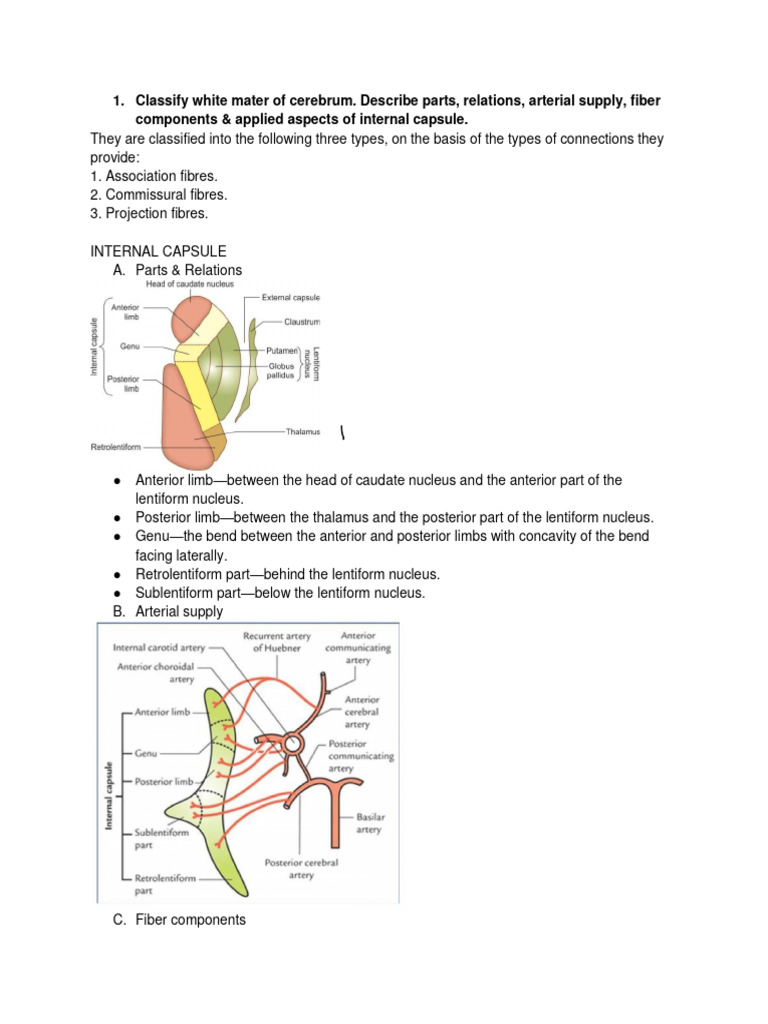 Anat CNS QB | PDF | Cerebellum | Striatum