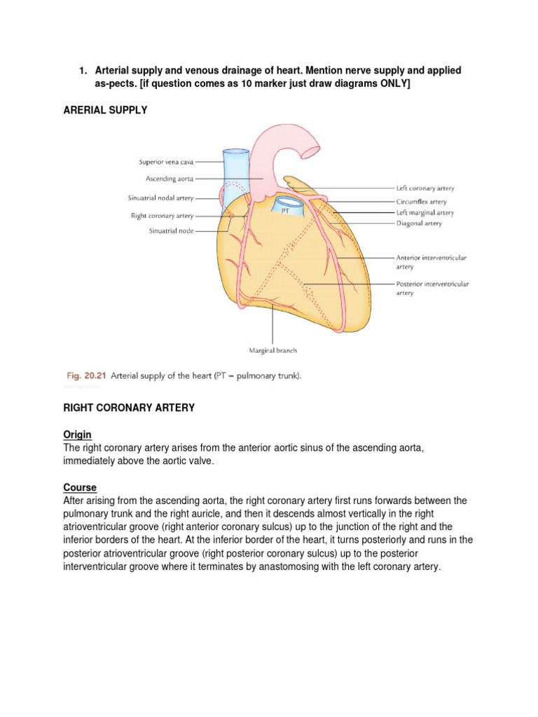 Anat Thorax QB | PDF | Coronary Circulation | Atrium (Heart)