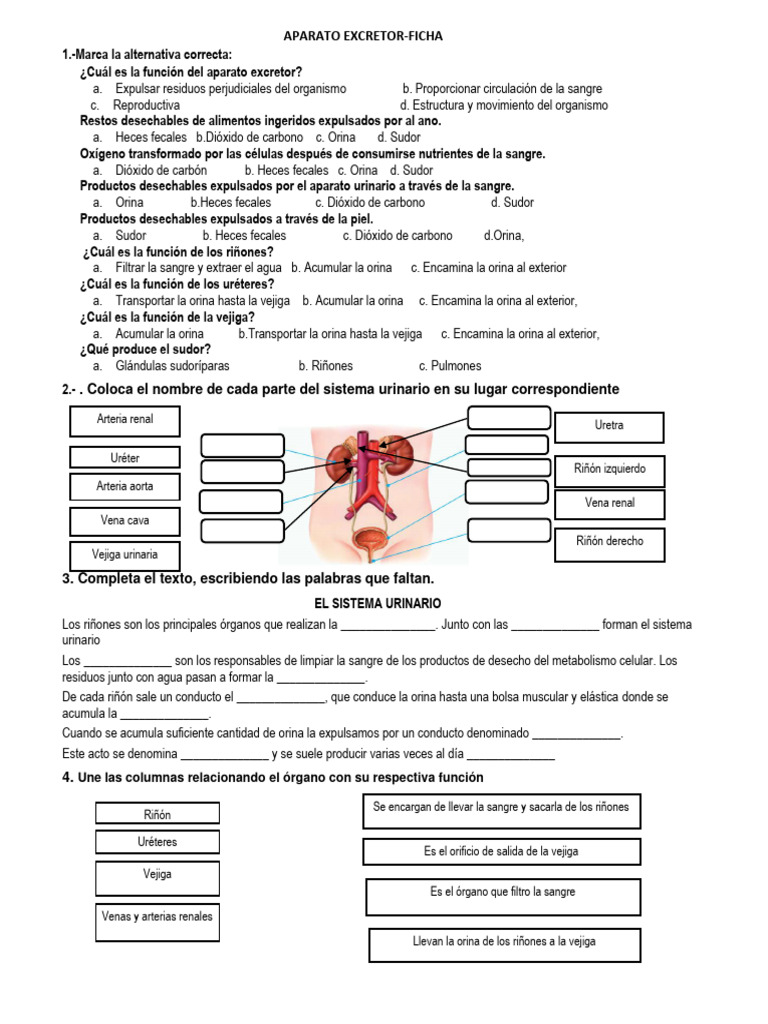 APARATO EXCRETOR | PDF | Sistema urinario | Riñón