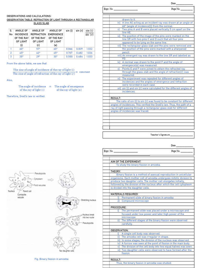 Class 10_Experiment 13-16 | PDF | Seed | Refraction