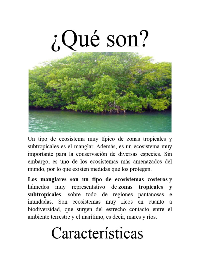 Hellen Andrea Cruz | PDF | Mangle | Geografía Física