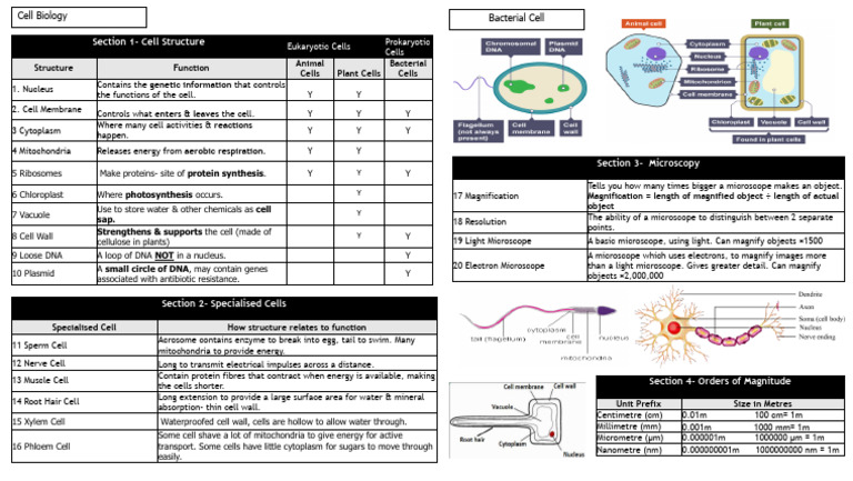 Cells Knowledge Organiser | PDF | Cell (Biology) | Microscope