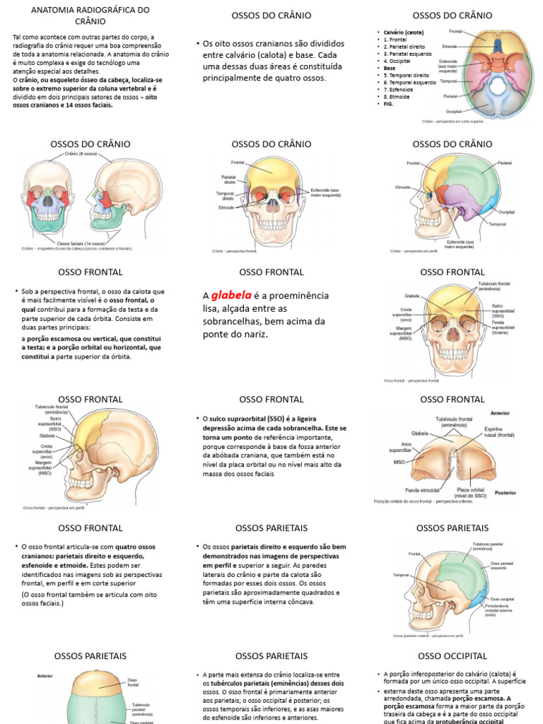 Anatomia Do Cranio | Download grátis PDF | Crânio | Sistema Locomotor