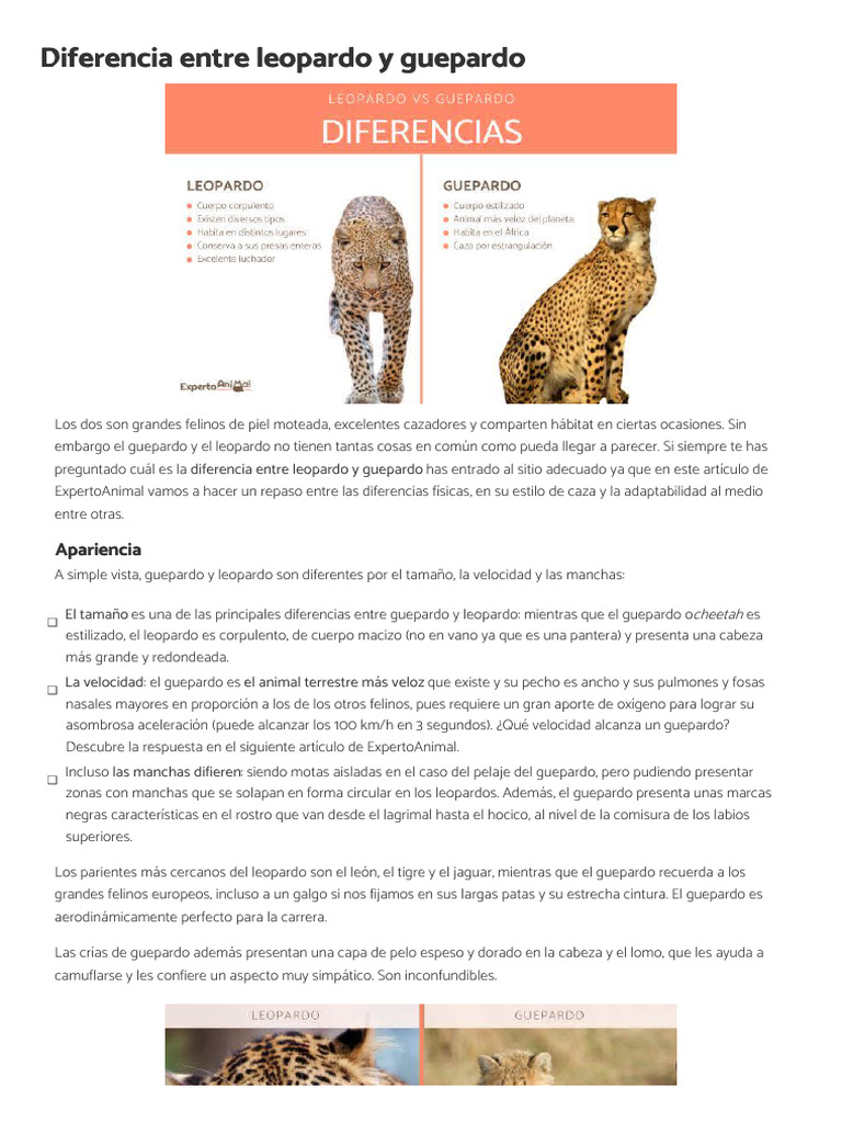 Diferencia Entre Leopardo y Guepardo | PDF | Leopardo | Felidae