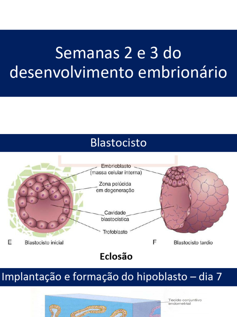 Semanas 2 e 3 Do Desenvolvimento Embrionário | PDF | Processos ...