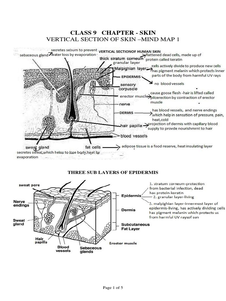 Skin Structure and Functions Worksheet | PDF | Skin | Vasodilation
