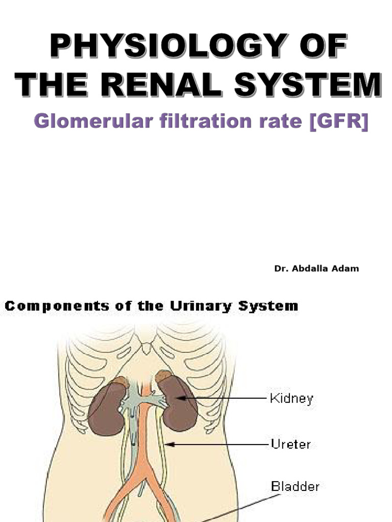 1- Nephron +GFR | PDF | Kidney | Angiotensin