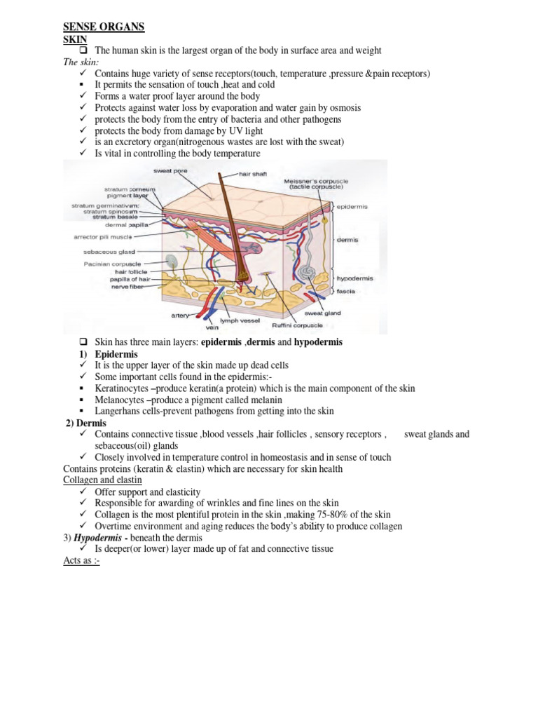 Biology Grade 12 Unit 5 Hand Out | PDF | Pancreas | Ear