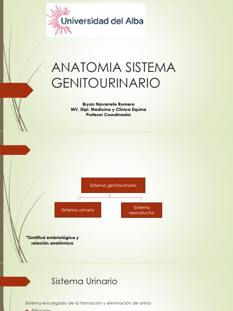 Anatomia Sistema Genitourinario | PDF | Riñón | Vagina