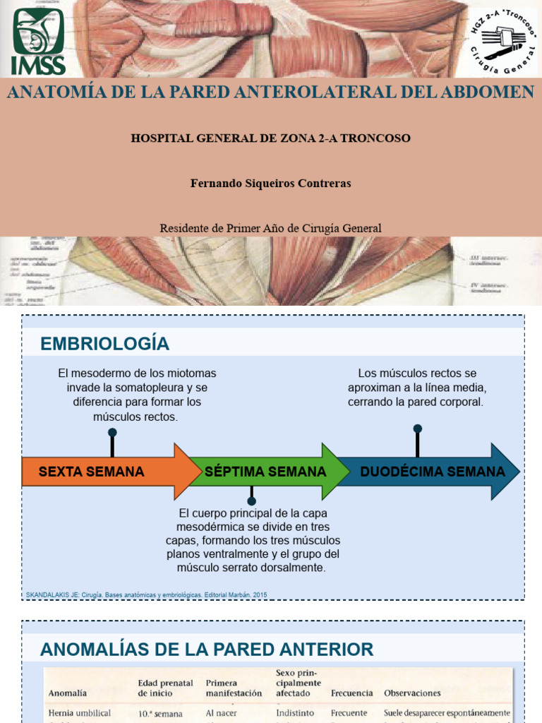 Anatomía de la Pared Abdominal | PDF | Abdomen | Anatomía