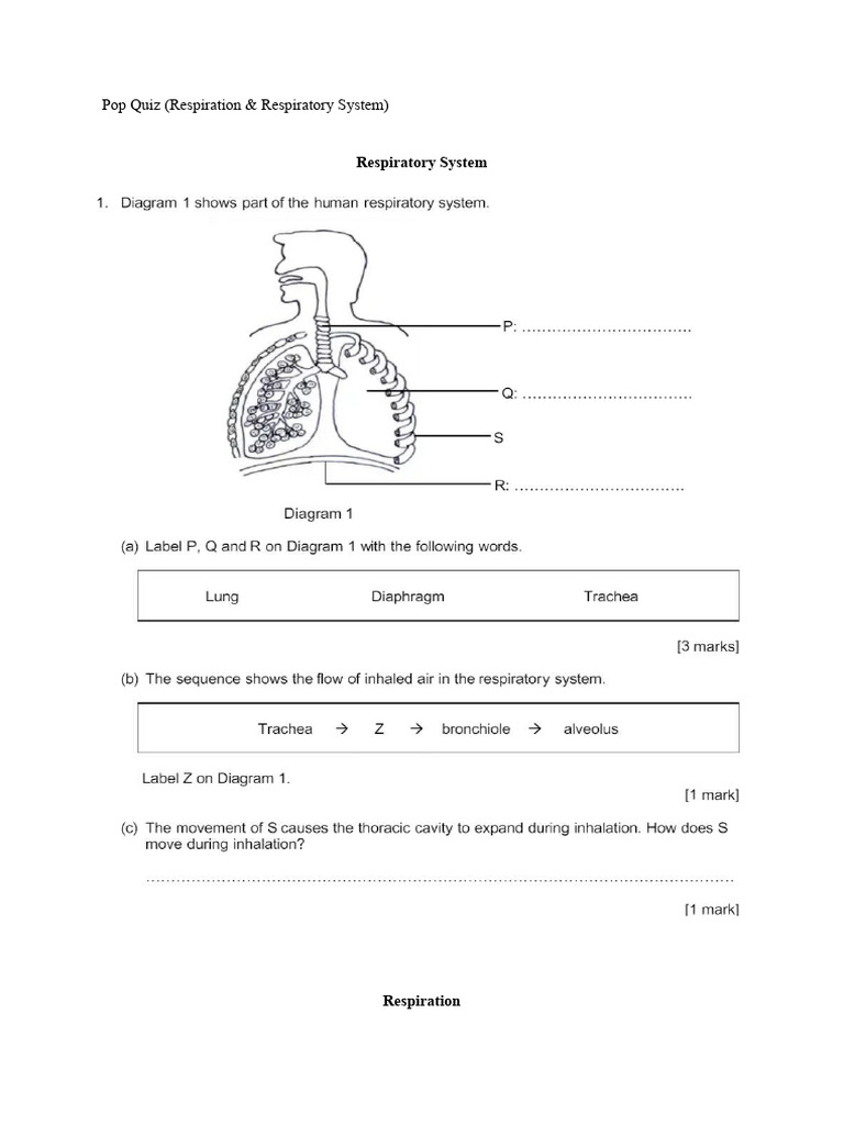 Pop Quiz (Respiration) | PDF