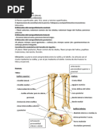 Tibia y Perone | PDF | Sistema esquelético | Anatomía humana