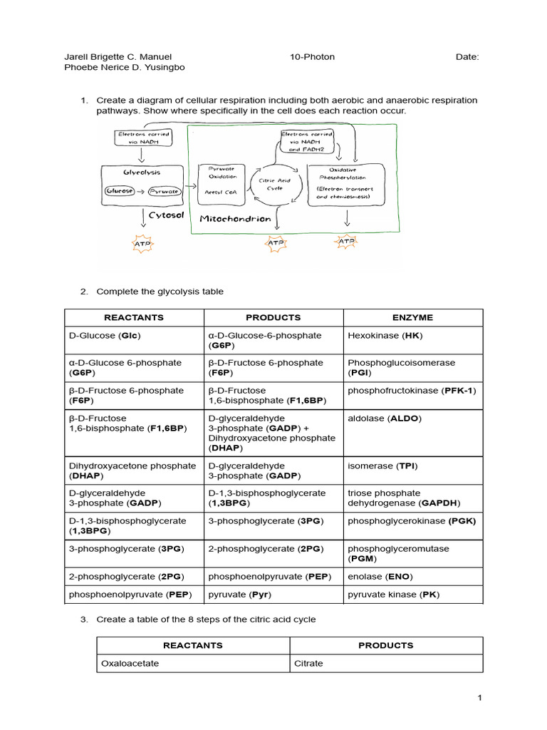 .Pending-1719795288-Biology II Assignment | PDF | Adenosine Triphosphate | Cellular Respiration