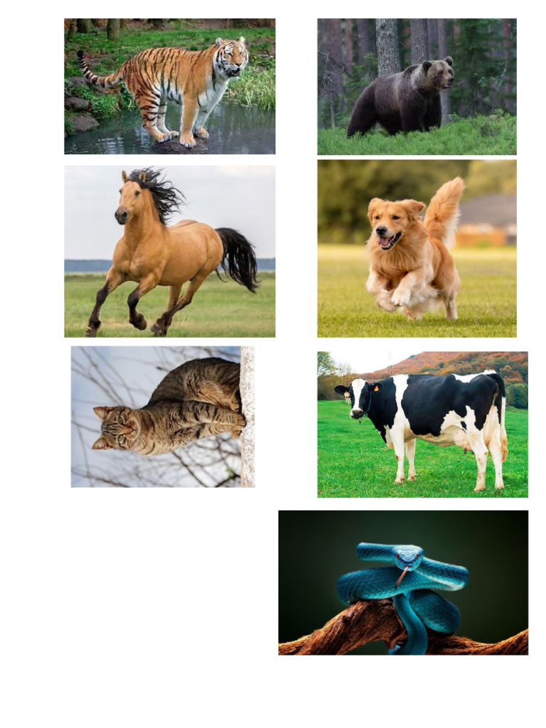 Animales | PDF
