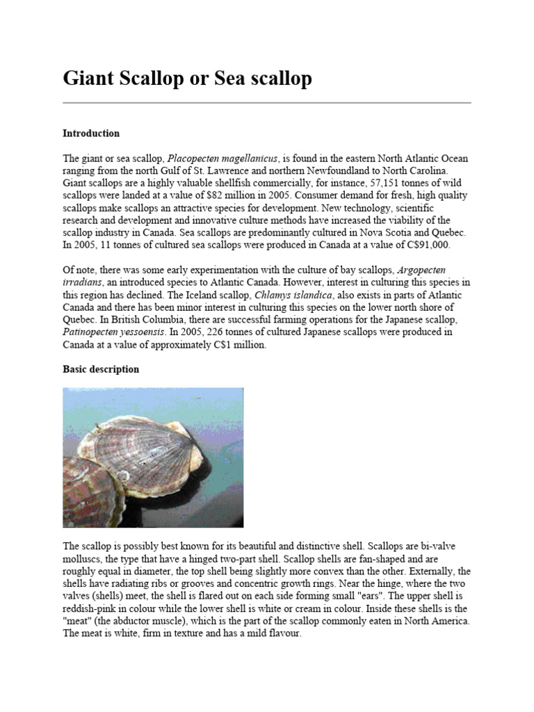 Giant Scallop or Sea Scallop | PDF | Oyster | Spawn (Biology)