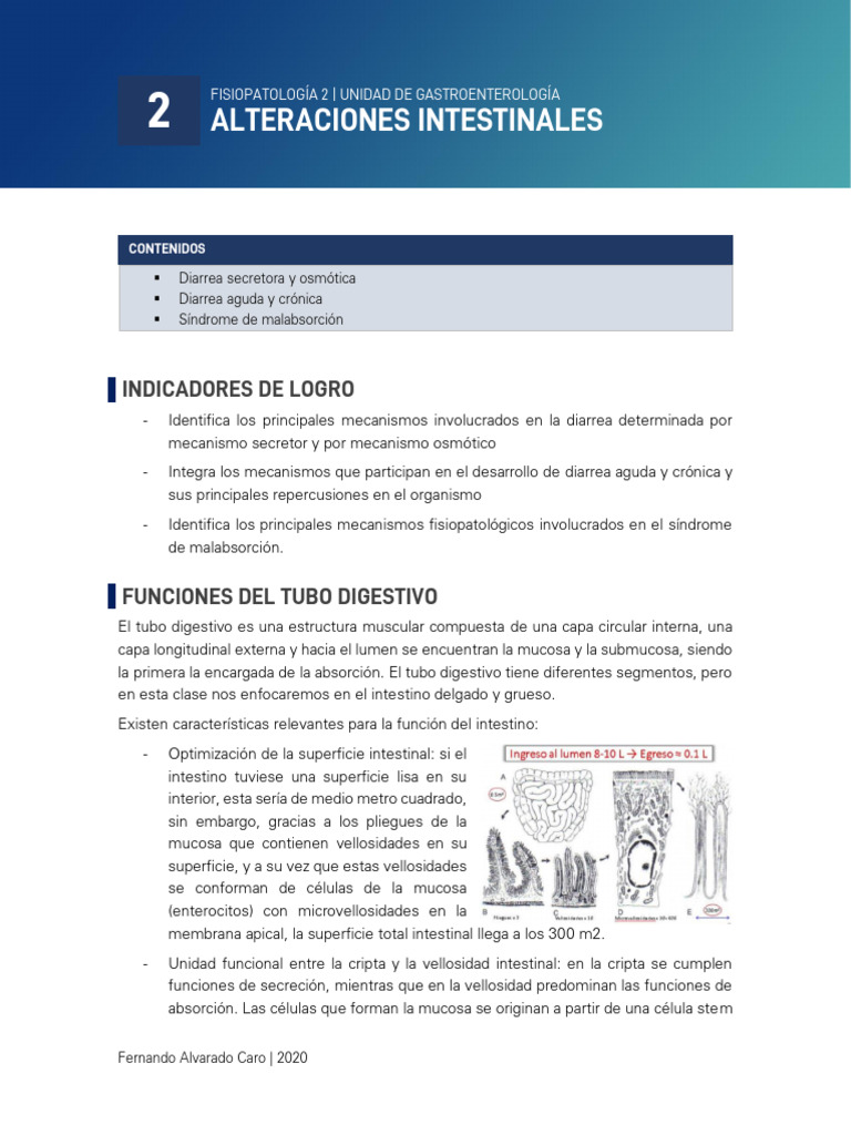 (TRANSCRIPCIÃN) Alteraciones de La FunciÃ N Intestinal 2020 2 | PDF ...