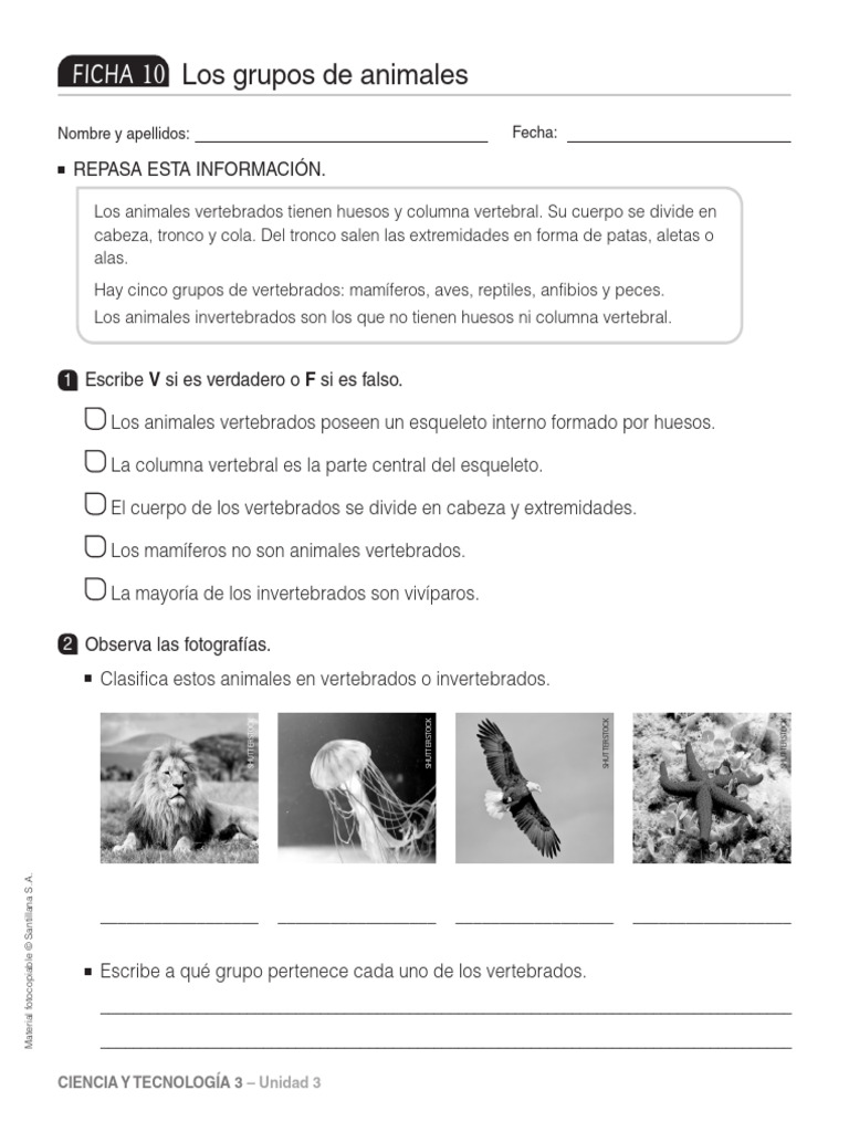 Los Grupos de Animales | PDF | Vertebrados | Esqueleto