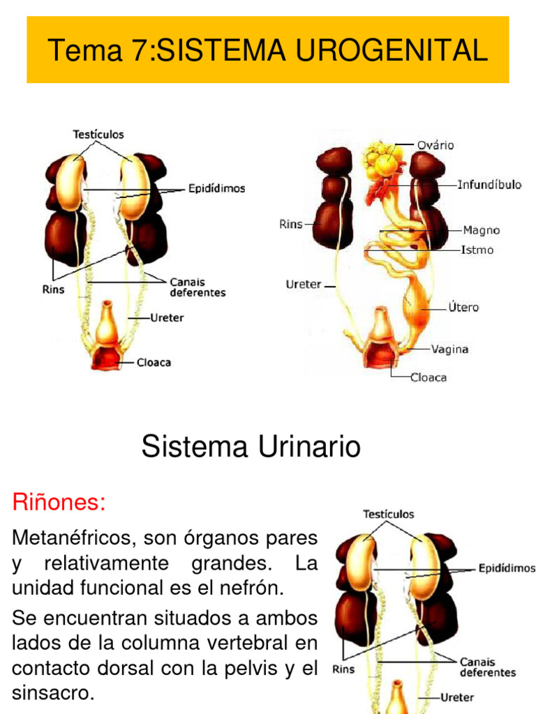 Tema 7- Sistema Urogenital | Descargar gratis PDF | Sistema ...