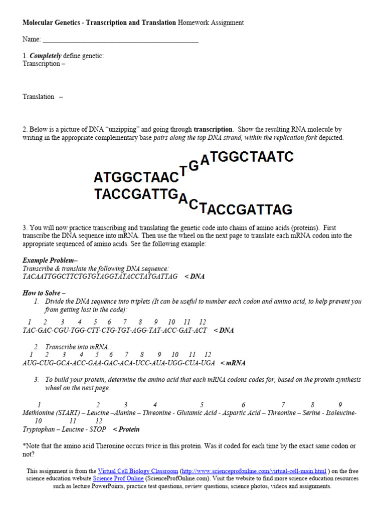 Transcription and Translation Homework | PDF | Translation (Biology) | Dna