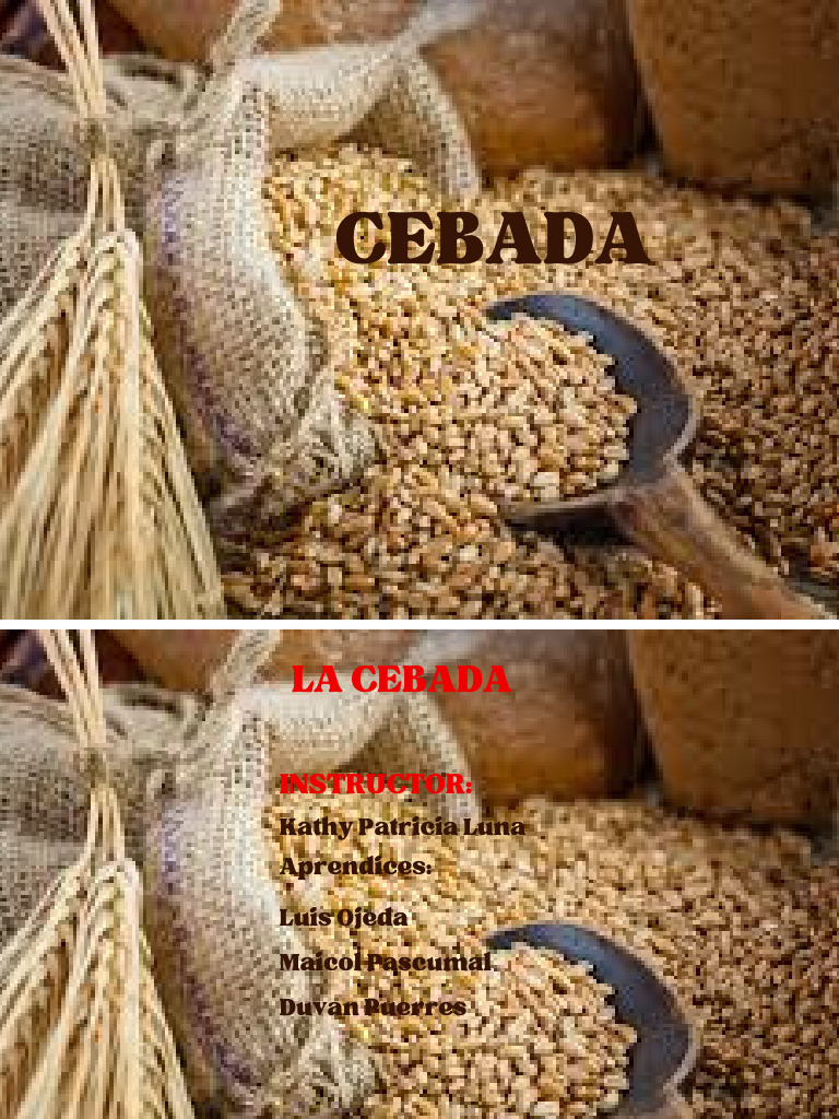 La CEBADA | PDF | Cebada | Cereales