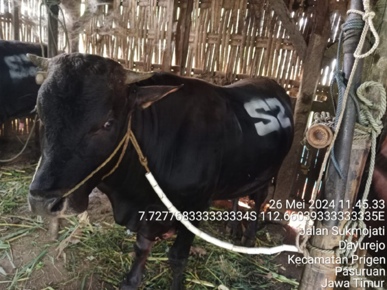 Qurban Sapi S2 | PDF