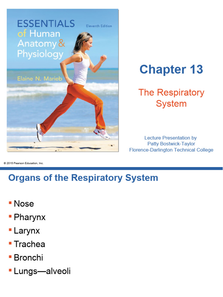 Respiratory 5 | PDF | Lung | Respiratory Tract