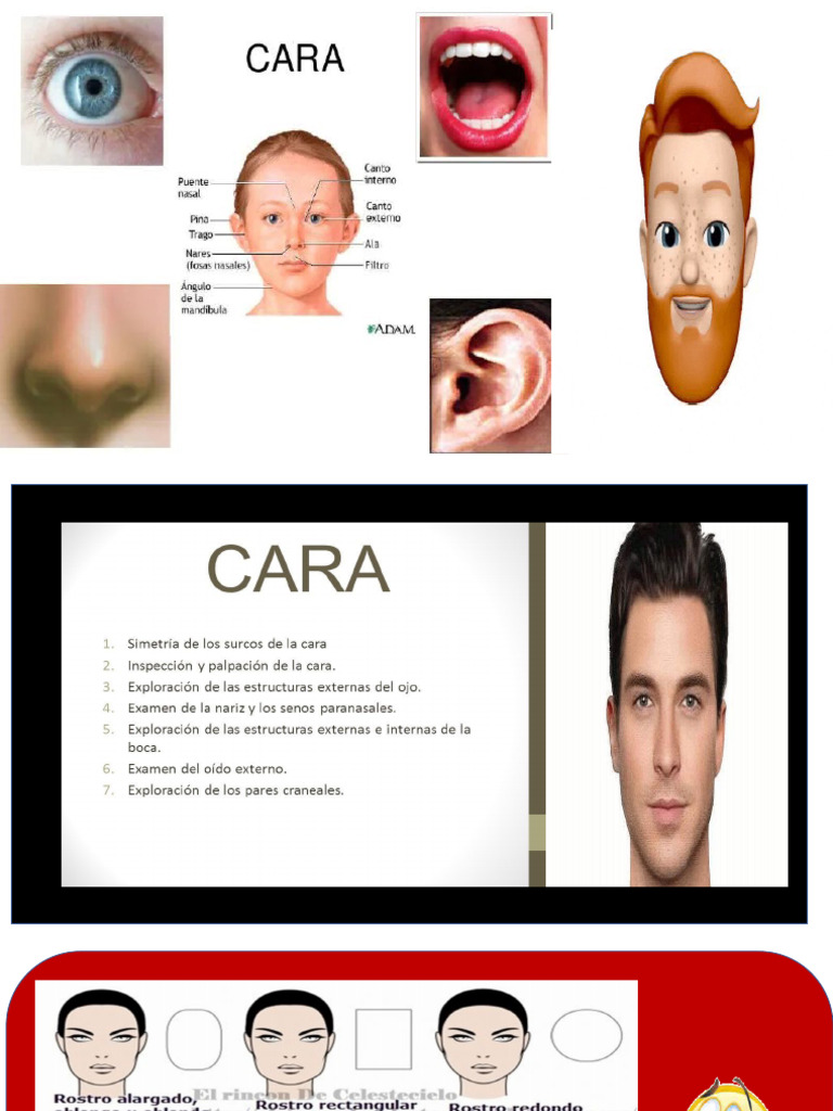 5ta Clase Practica de Semiologia Examen Fisico Regional Cara ...