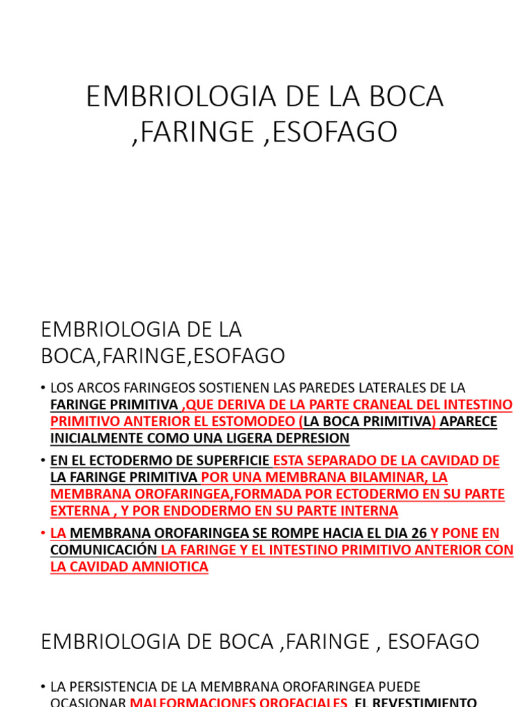 Embriologia de La Boca, Faringe, Esofago 2024 | PDF | Lengua | Esófago