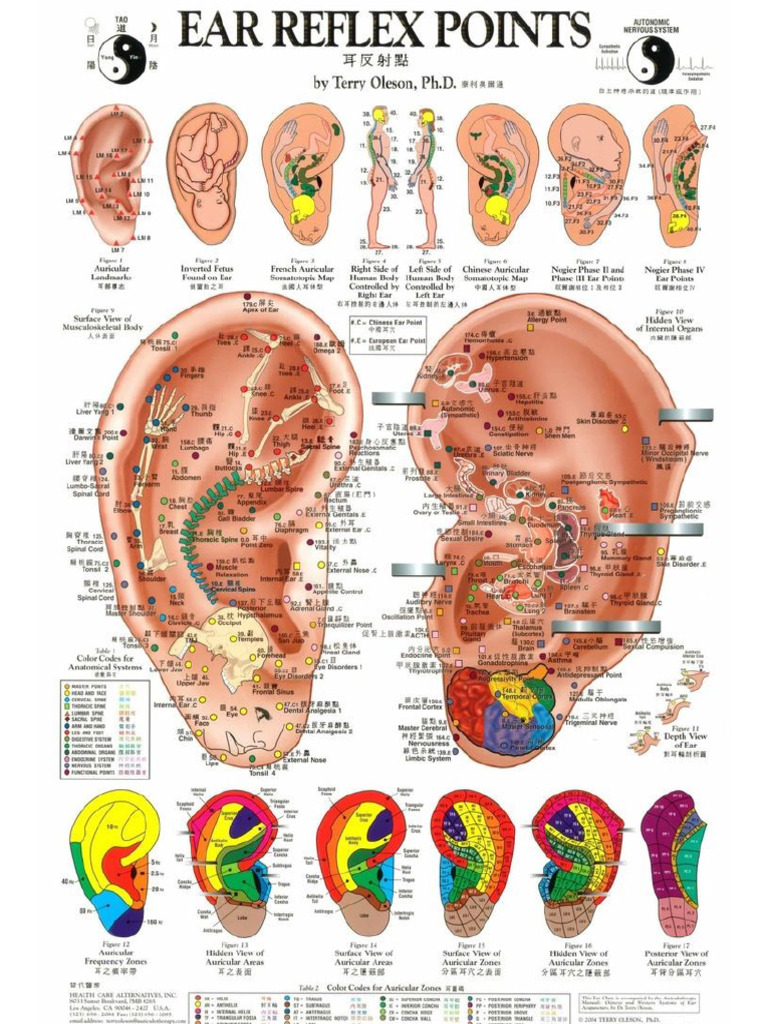 Ear Points Oleson | PDF