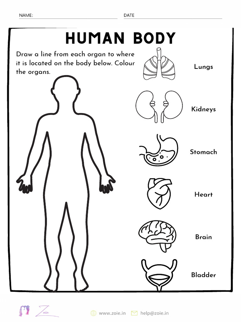 7E Human Body and Senses | PDF | Human Body | Taste