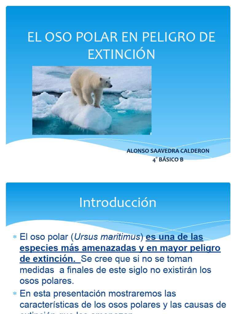 El Oso Polar en Peligro de Extinción Alonso Saavedra 4° Básico B | PDF | Oso polar | Osos