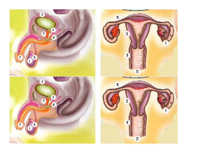 aparato reproductor fem y masc | PDF
