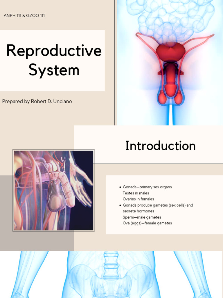 Reproductive System | PDF | Ovary | Uterus