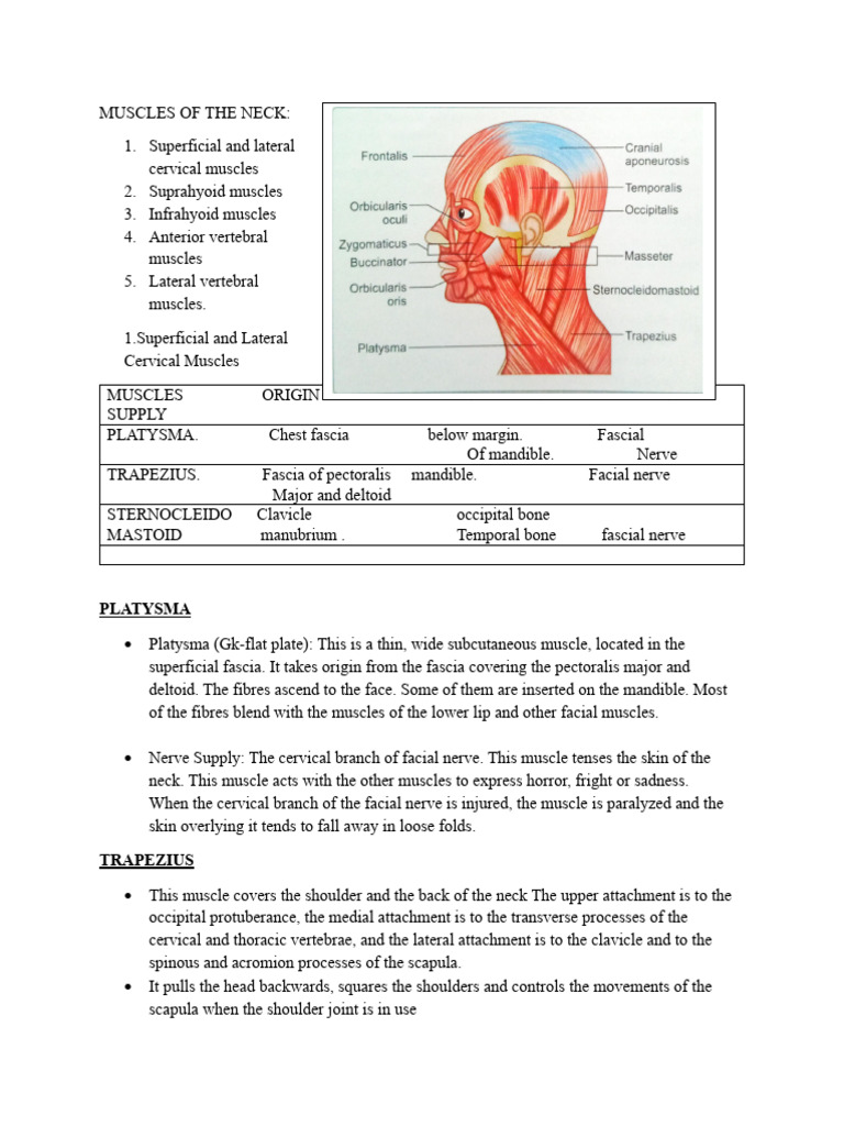 Neck Muscles | PDF | Neck | Soft Tissue