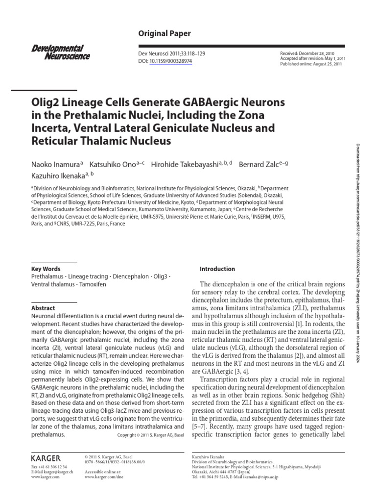 Olig2 Lineage Cells Generate GABAergic Neurons in The Prethalamic ...