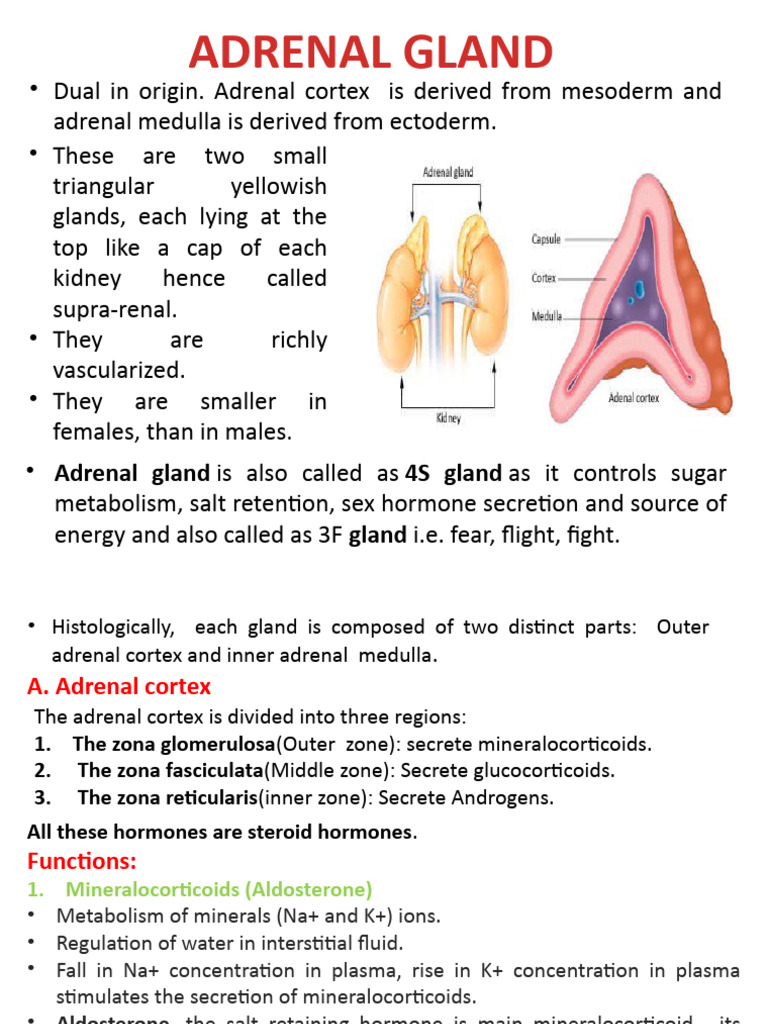 Adrenal Gland | PDF | Adrenal Gland | Endocrine System