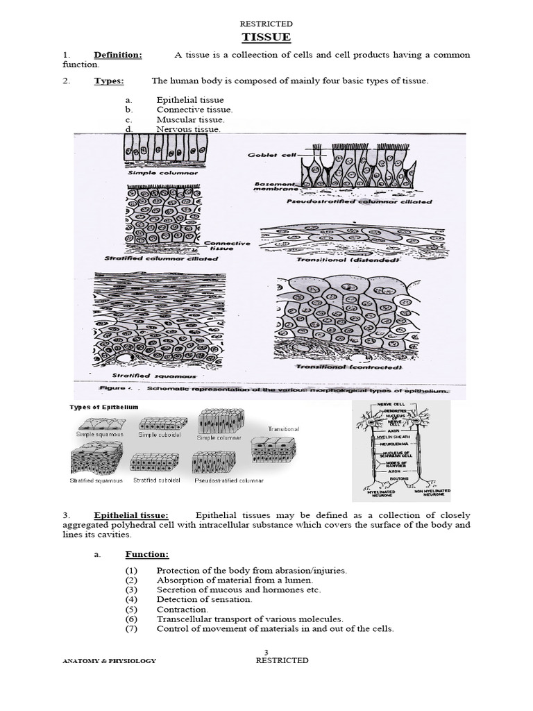 Anatomy Physiology 3 | PDF | Human Body | Tissue (Biology)