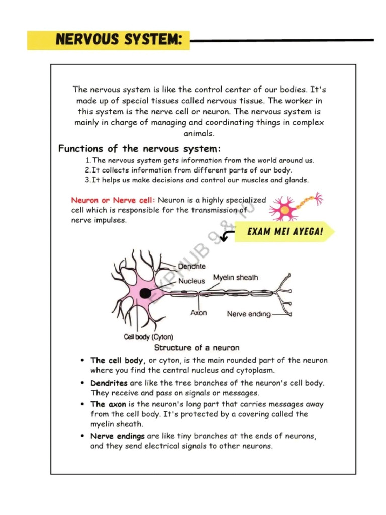 Control and Cordination | PDF