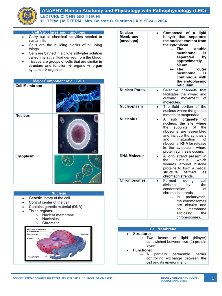 ANAPHYLEC02 Cells and Tissues | PDF | Mitosis | Epithelium