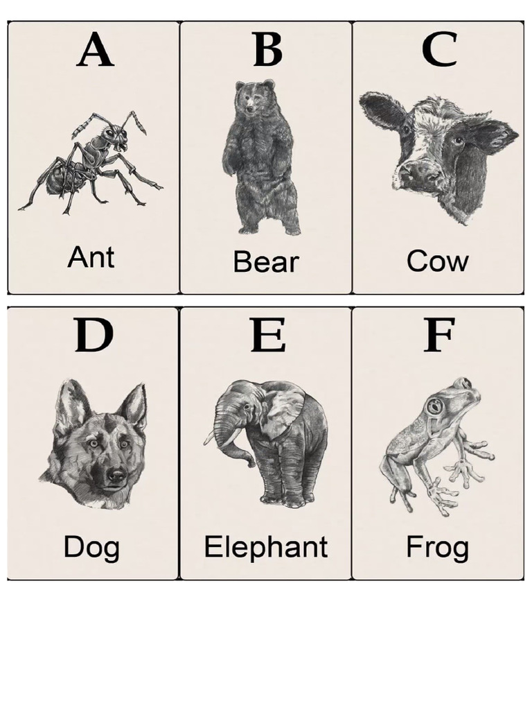 Animal 4D | PDF