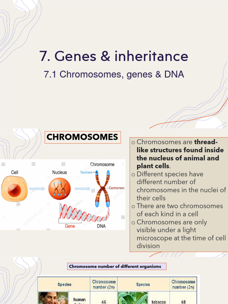 Genes Inheritance | PDF | Chromosome | Sex