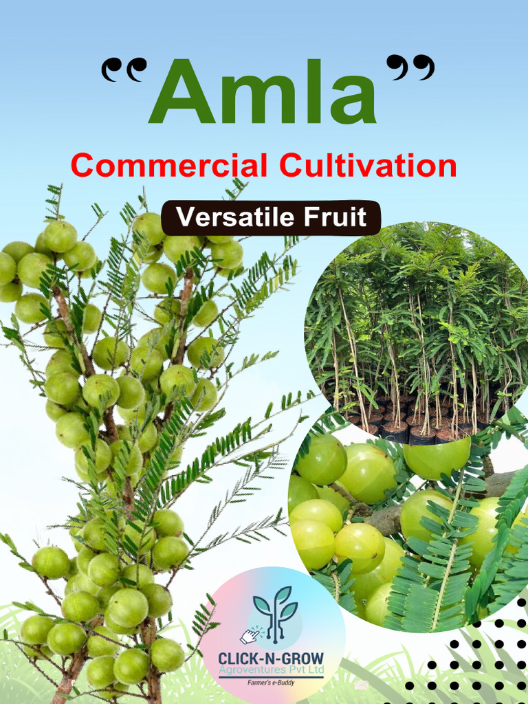 Amla - English | PDF