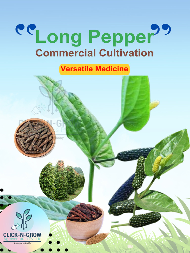 Long Pepper - English | PDF