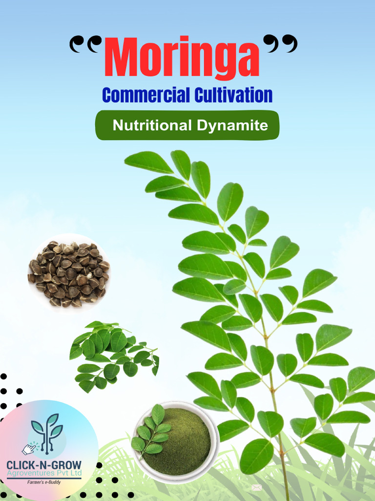 Moringa - English | PDF