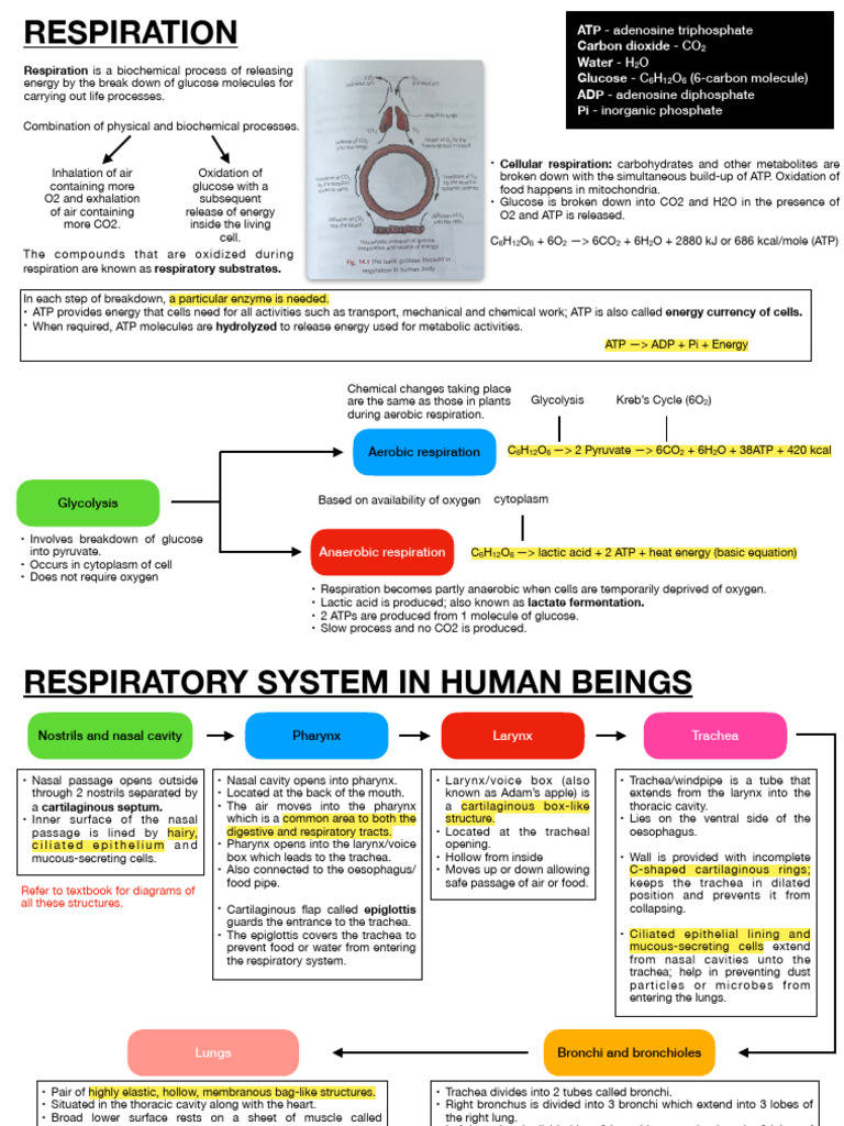 Respiration | PDF | Cellular Respiration | Lung