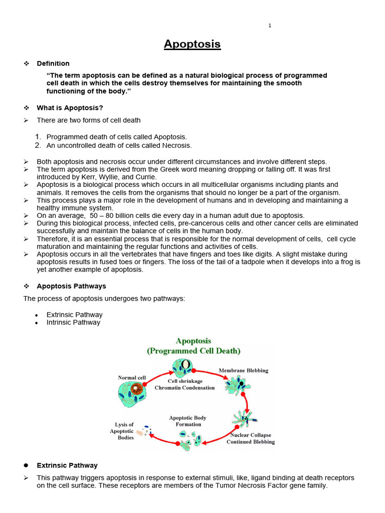 Path o Physiology | PDF | Urinary Tract Infection | Apoptosis